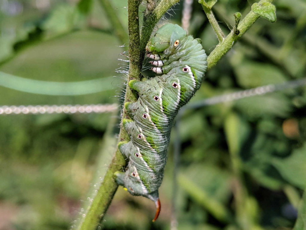 Tomato Hornworm – Rose Tree Garden
