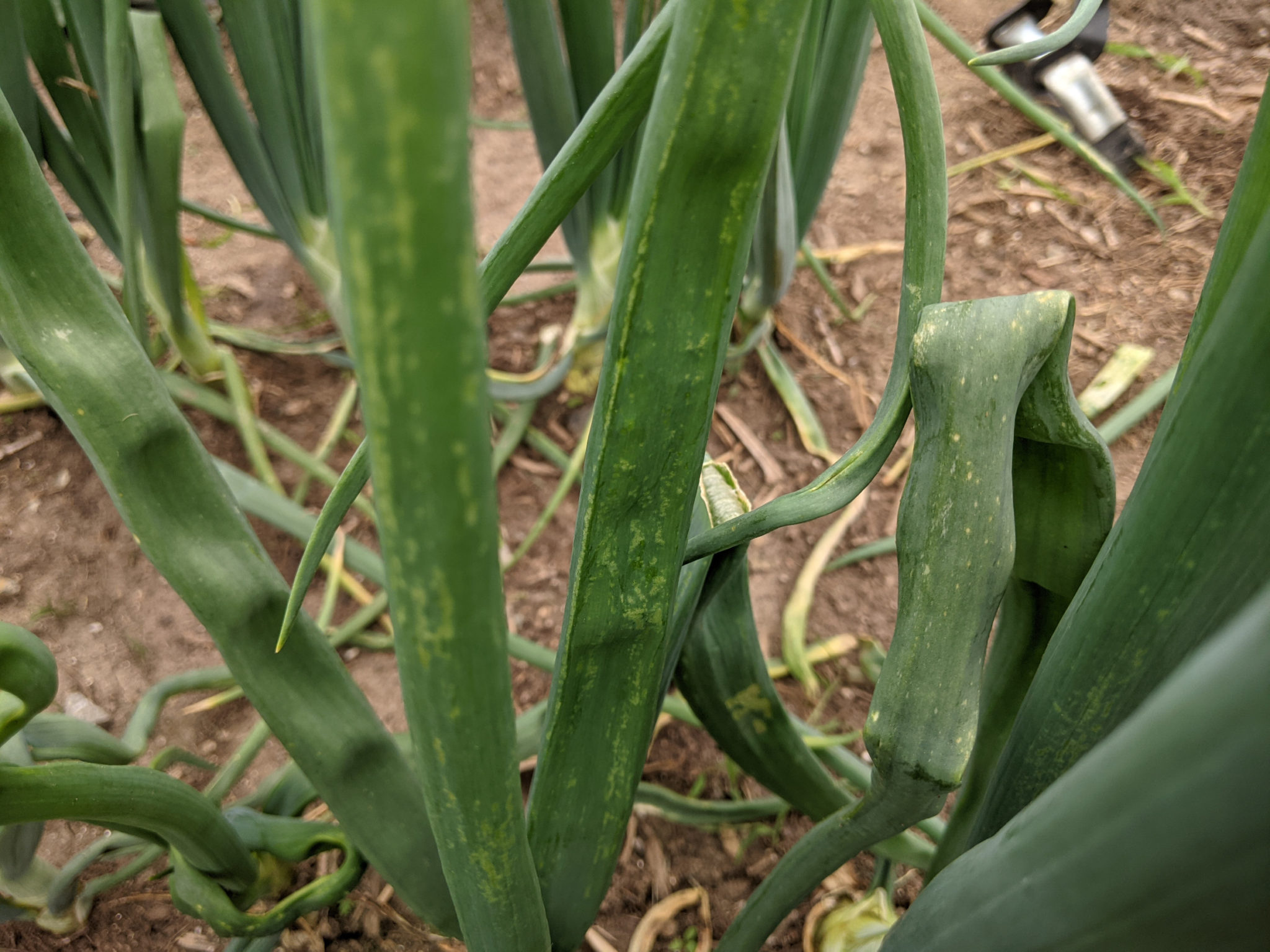 Onions – Rose Tree Garden